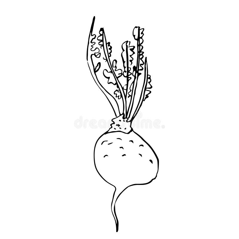 Turnip Sketch Clipart Black and White. Linear and Outline Vector ... Turnip Sketch Clipart Black and White. Linear and Outline Vector ...