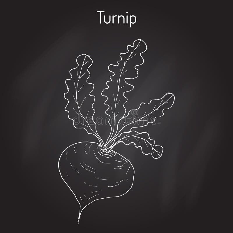 Turnip Vegetable, Hand Drawn Stock Vector - Illustration of health ...