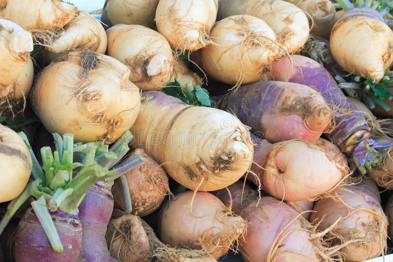 Turnips stock photo. Image of vegetable, market, turnips - 1502614
