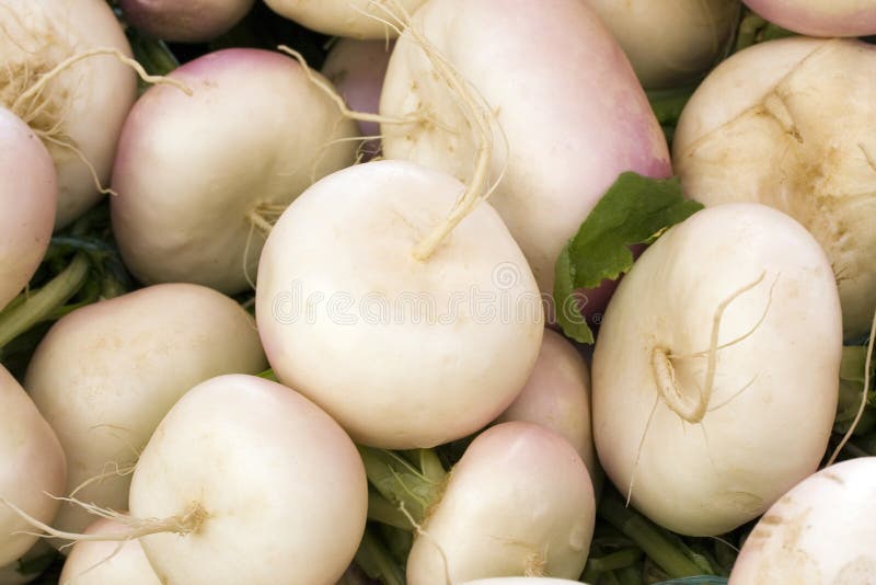 Turnips stock image. Image of vegetable, cook, vegetarian - 4997237