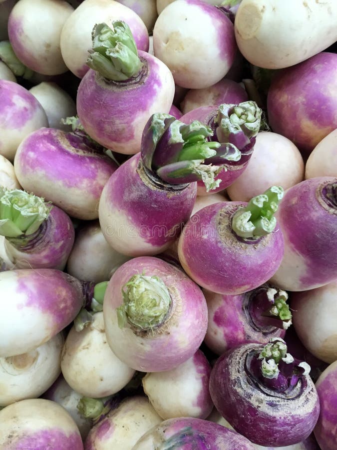 Hybrid red turnips stock photo. Image of healthy, freshness - 17067686