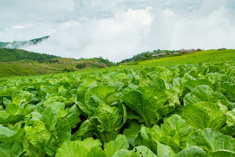 Rows Of Turnip Plants In A Field Stock Image - Image of green ...