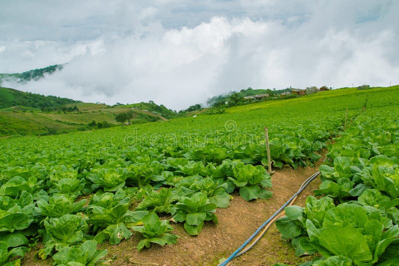 Turnips Farm stock image. Image of grown, farmland, crops - 60833805