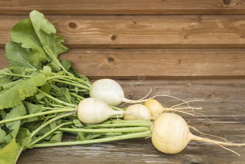 Turnips vegetables stock photo. Image of harvest, gardening - 188467364