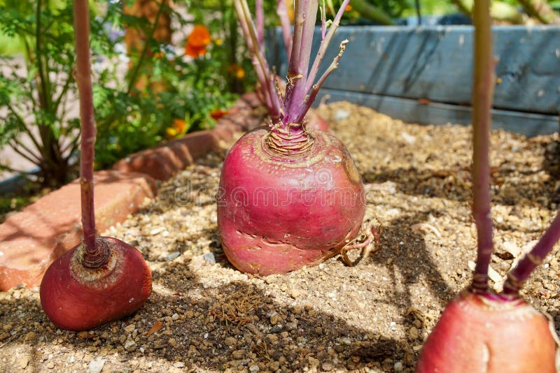 Turnips Growing in Container in Vegetable Garden Stock Image - Image of ...