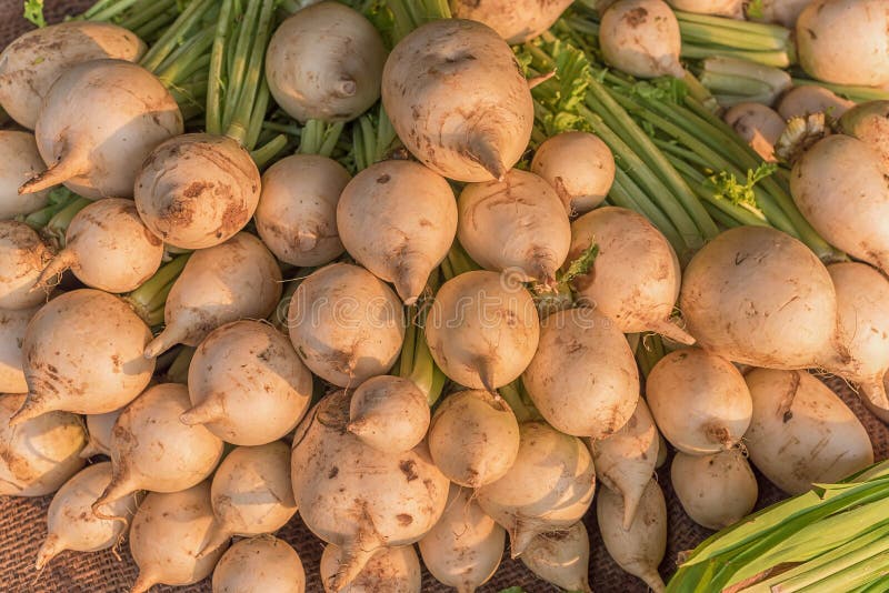 Bundle of Turnips stock photo. Image of stalks, bundle - 20599014