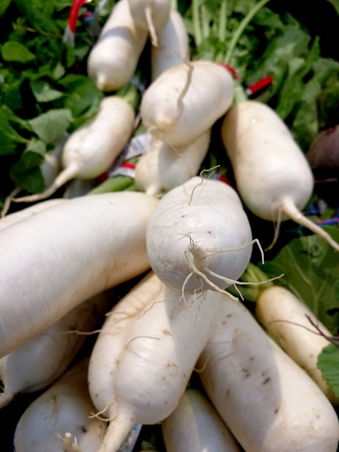 Turnips with roots stock image. Image of organic, isolated - 102654487