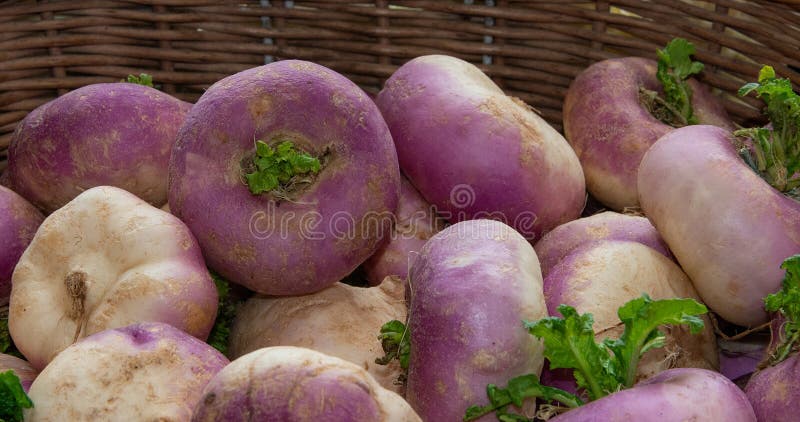 Turnips for sale stock photo. Image of brassica, 5aday - 376781486