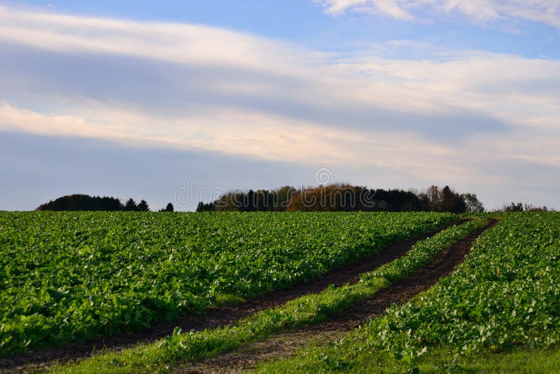 Turnips of Tarrant Rushton Airfield Stock Photo - Image of dorset ...