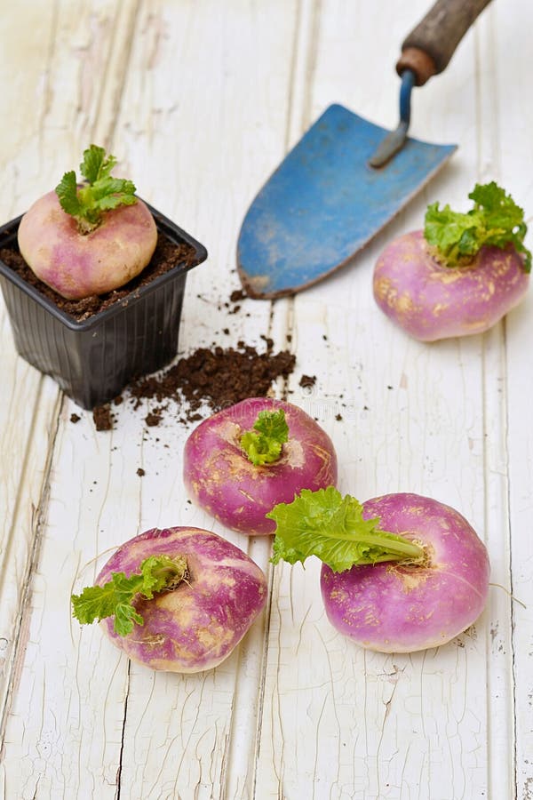 Turnips on Wooden Table with a Mini Shovel Stock Image - Image of ...