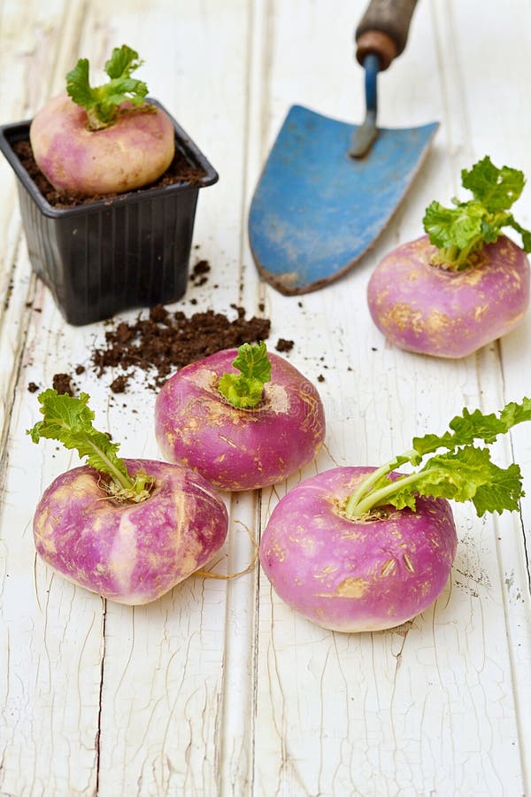 Turnips on Wooden Table with a Mini Shovel Stock Photo - Image of ...