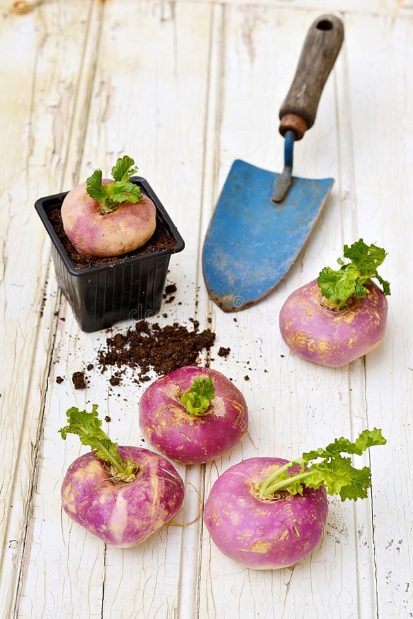 Turnips on Wooden Table with a Mini Shovel Stock Photo - Image of ...