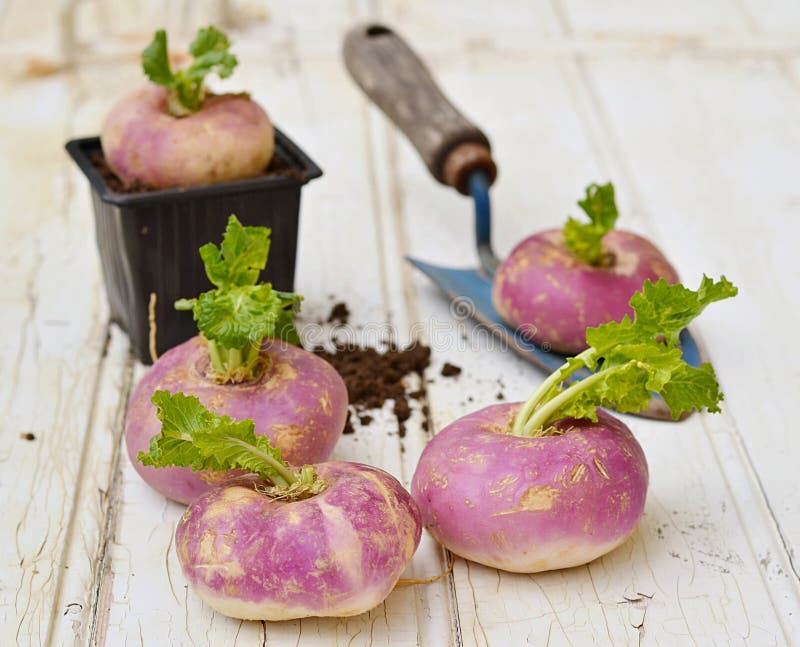 Turnips on Wooden Table with a Mini Shovel Stock Photo - Image of ...