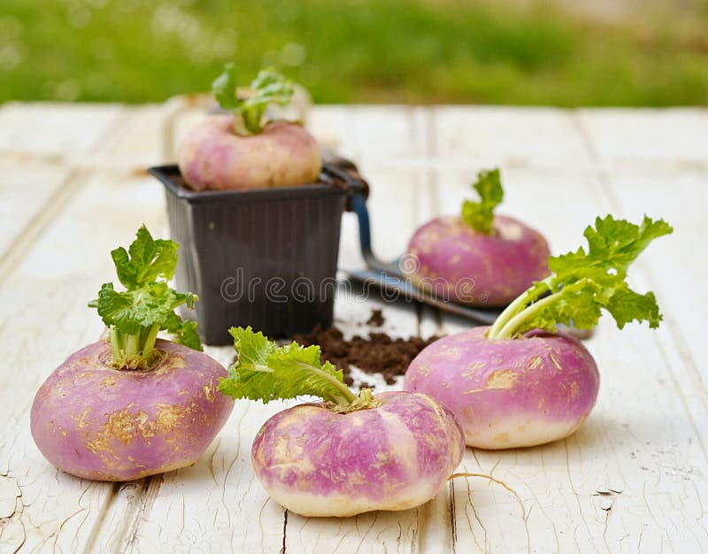 Turnips on Wooden Table with a Mini Shovel Stock Photo - Image of ...