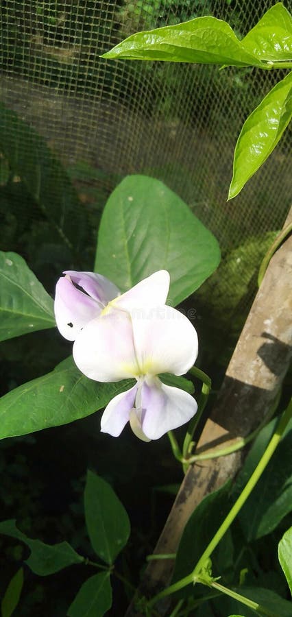 It Turns Out that the Long Bean Flower is Very Beautiful Stock Photo ...