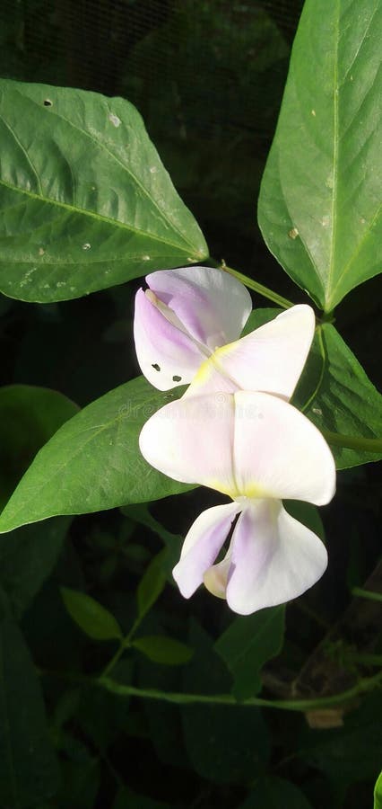 It Turns Out that the Long Bean Flower is Very Beautiful Stock Photo ...