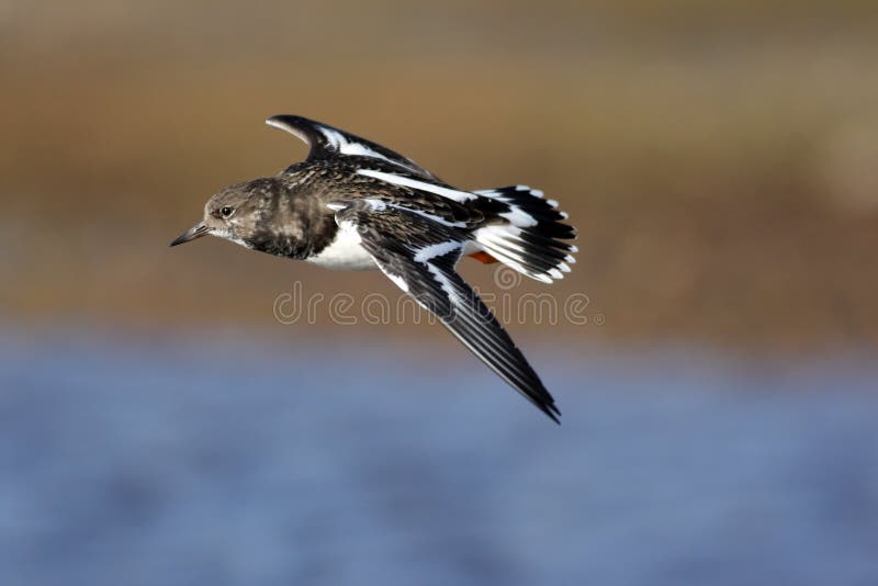Turnstone, Arenaria Interpres Stock Image - Image of flying, arenaria ...
