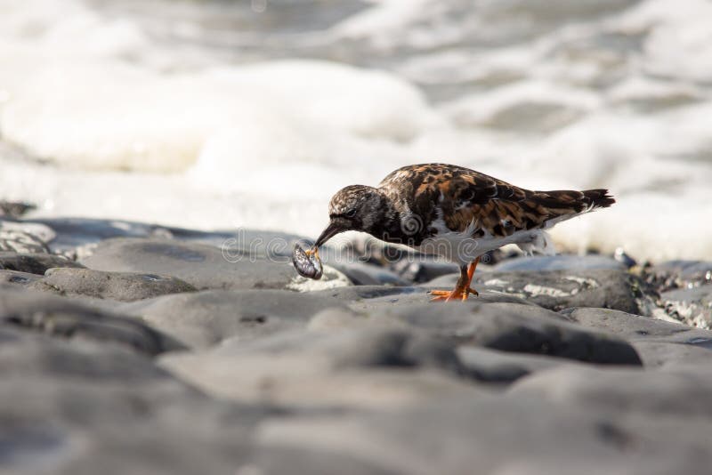 Turnstone bird stock image. Image of chicks, bionomics - 45478735