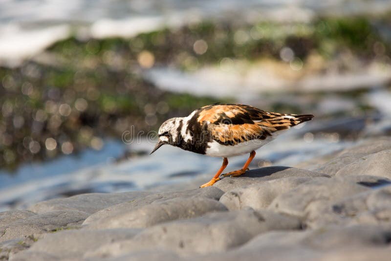 Turnstone bird stock photo. Image of chicks, beach, book - 45479748