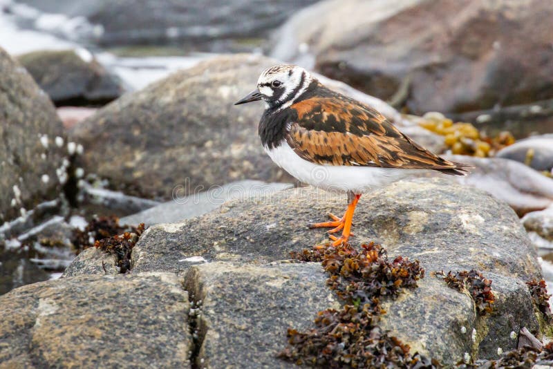 Turnstone rubicundo foto de archivo. Imagen de zoología - 13536254