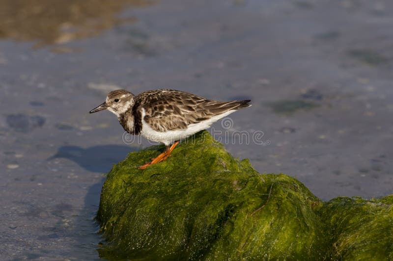 Turnstone rubicundo foto de archivo. Imagen de vuelvepiedras - 13536254