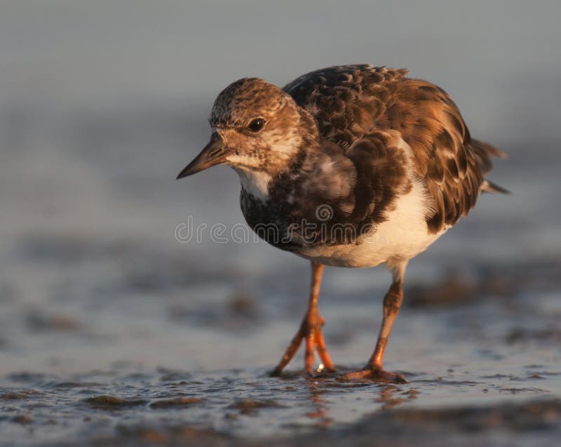 Turnstone rubicundo foto de archivo. Imagen de vuelvepiedras - 13536254
