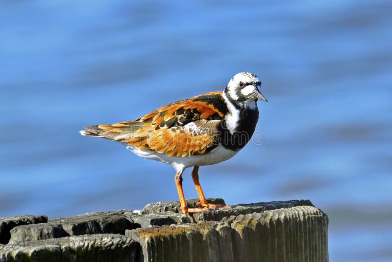 Turnstone rubicundo imagen de archivo. Imagen de aviar - 19490757