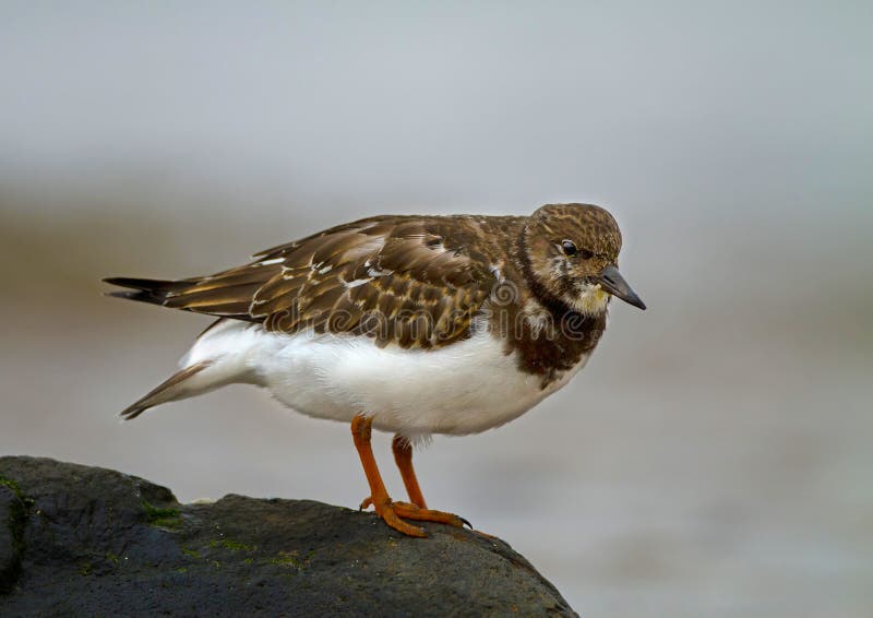 Turnstone rubicundo foto de archivo. Imagen de crianza - 21776048