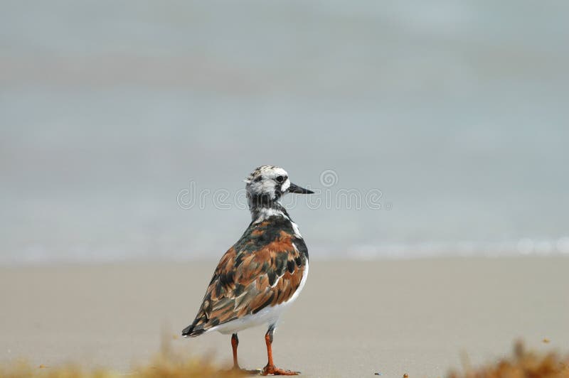 Turnstone rubicundo imagen de archivo. Imagen de oxidado - 2774539