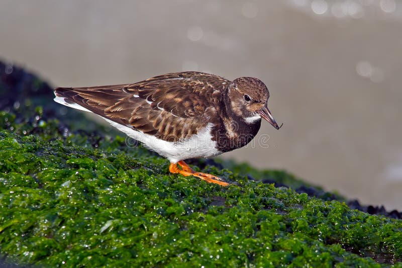 Turnstone rubicundo imagen de archivo. Imagen de vuelvepiedras - 29388651