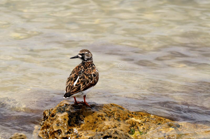 Turnstone rubicundo imagen de archivo. Imagen de tropical - 5055715