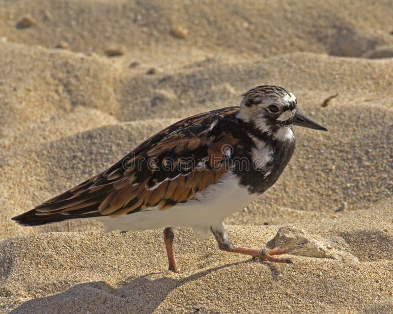24,207 Rubicundo Fotos de stock - Fotos libres de regalías de Dreamstime