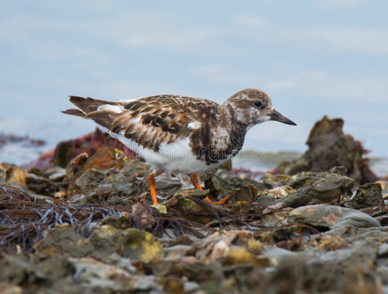 24,207 Rubicundo Fotos de stock - Fotos libres de regalías de Dreamstime