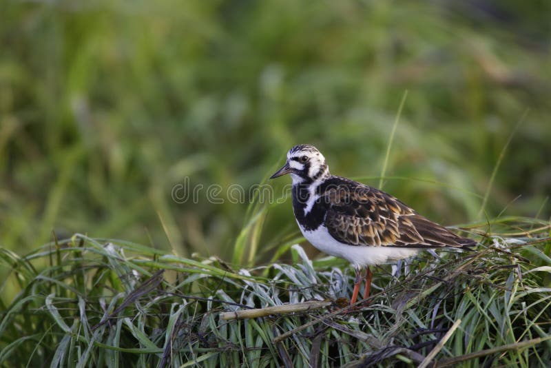 Turnstone rubicundo imagen de archivo. Imagen de fauna - 7037087