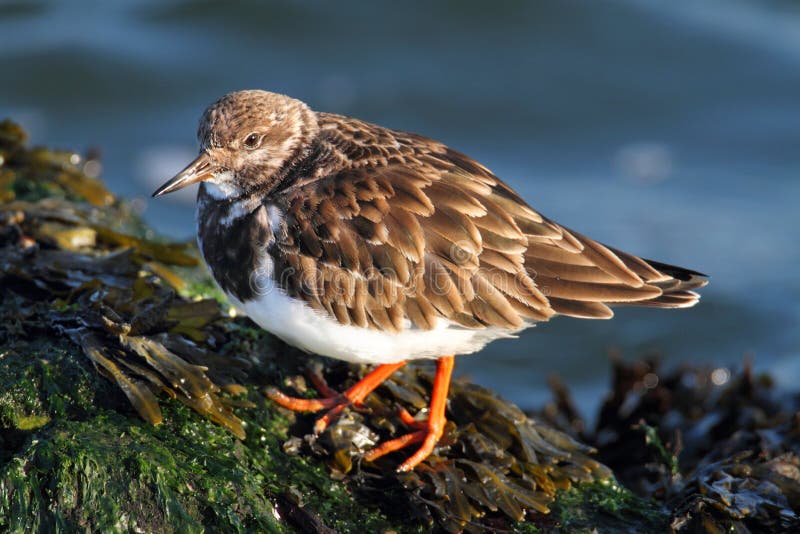 Turnstone rubicundo imagen de archivo. Imagen de océano - 8085797