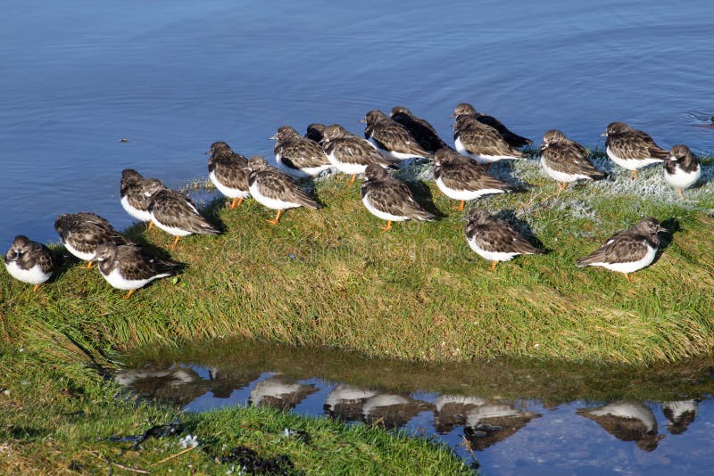 Turnstones on Edge of Tide. Stock Image - Image of turnstone, waders ...