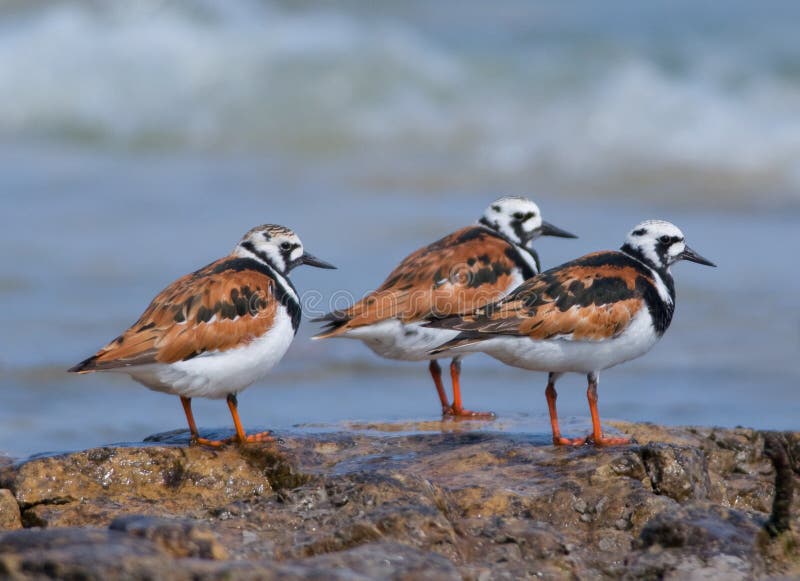 Turnstone rubicundo foto de archivo. Imagen de crianza - 21776048