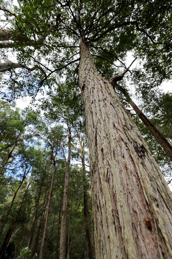 Turpentine tree stock photo. Image of flora, fruit, terebinthus - 117022894