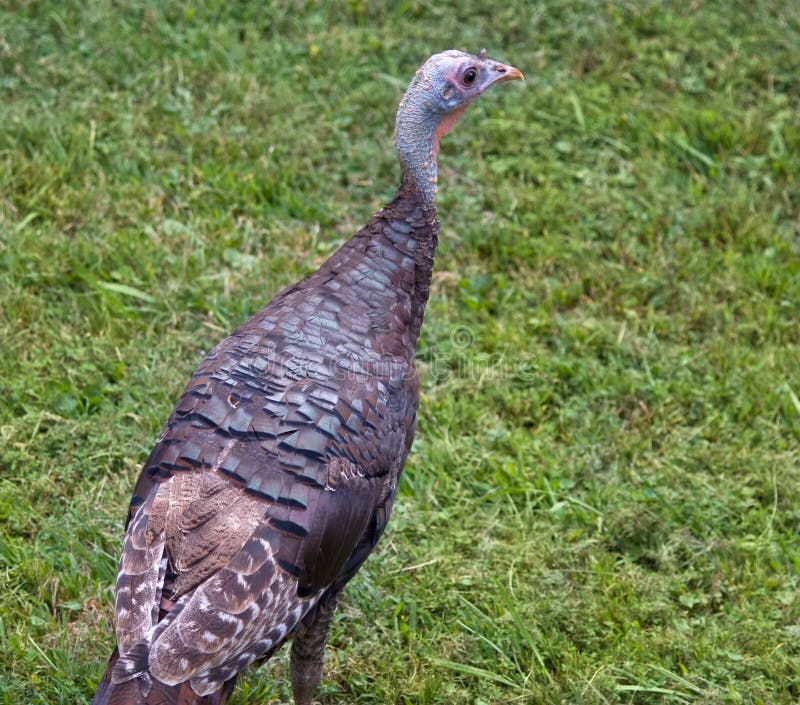Turquía salvaje foto de archivo. Imagen de fauna, forraje - 15835966