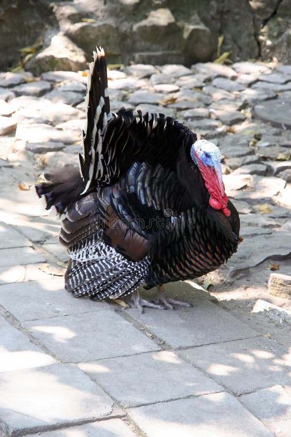 La Ferme D'animaux De La Turquie Photo stock - Image du volaille, dinde ...