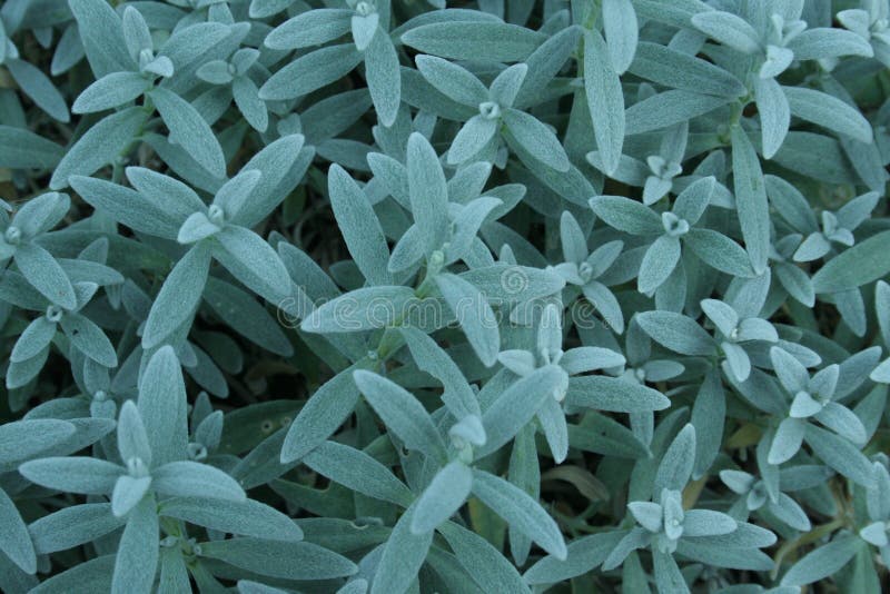 Turquoise stock photo. Image of plant, green, background - 12436444