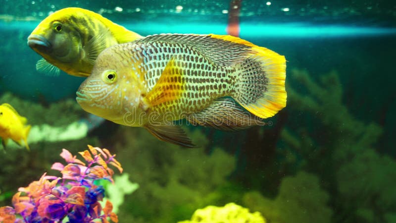Turquoise Acara in the Aquarium Close-up. Stock Footage - Video of tank ...