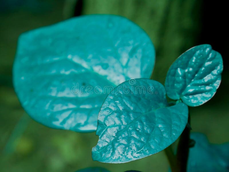 Turquoise Blue Color Leaves Image with Sung Light Reflection Stock ...