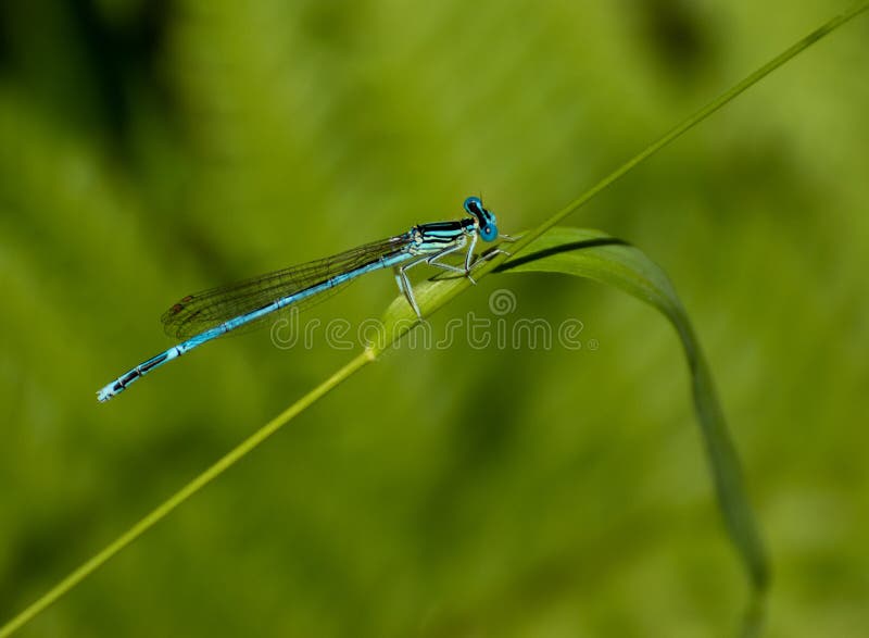 Turquoise Blue Dragonfly Against Light Green Background Stock Photo ...