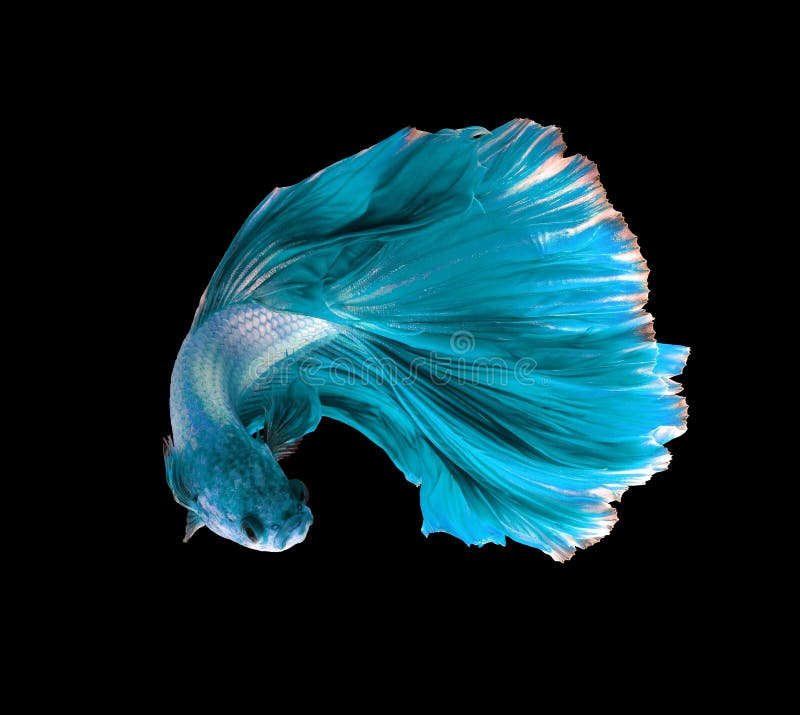 Turquoise Dragon Siamese Fighting Fish, Betta Fish Isolated on B Stock ...