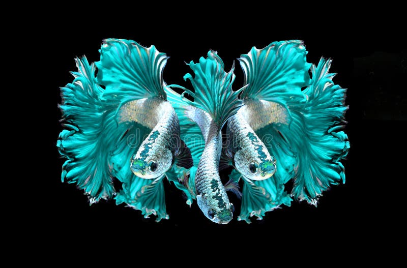 Turquoise Dragon Siamese Fighting Fish, Betta Fish Isolated on B Stock ...