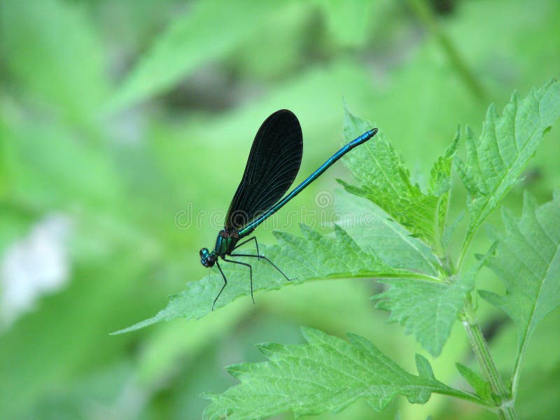 Turquoise dragonfly stock image. Image of animals, sitting - 55341253