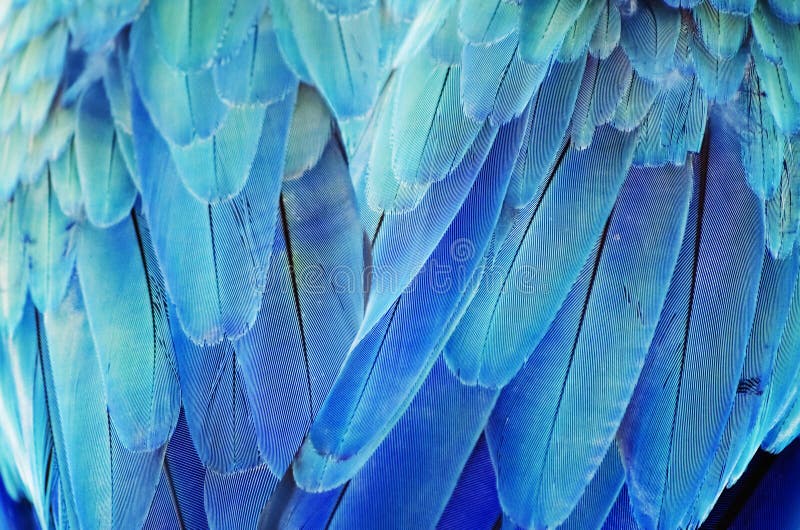 Turquoise Feather Background Stock Photo - Image of softness, closeup ...