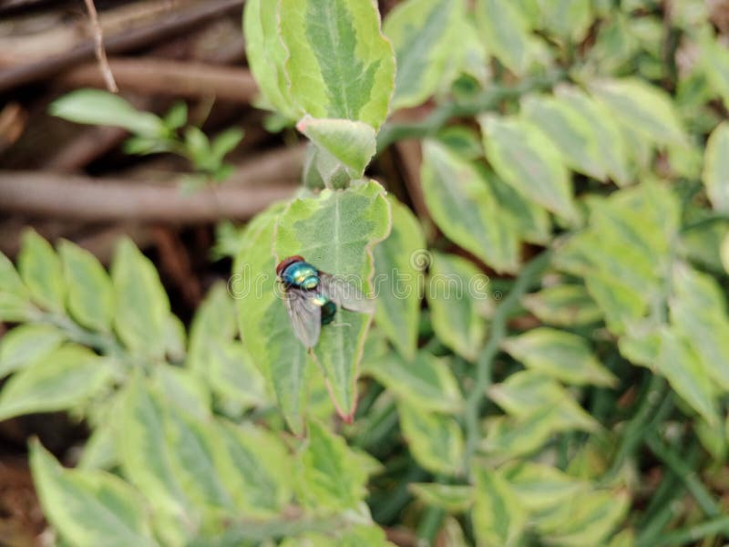 Turquoise Fly with Two Wings Perched on a Leaf Stock Image - Image of ...