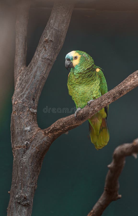 Turquoise-fronted amazon stock image. Image of green - 84362231